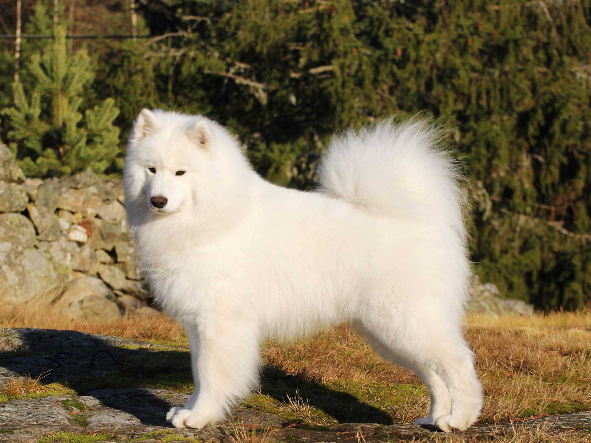 Championer – Kennel Rajuma